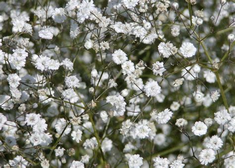 Гипсофила многолетняя – посадка и уход, фото