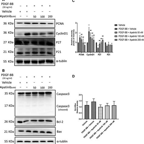 Effect Of Apatinib On The Expression Of Cell Proliferation And