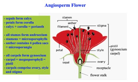 Lecture 24 Angiosperms Flashcards Quizlet