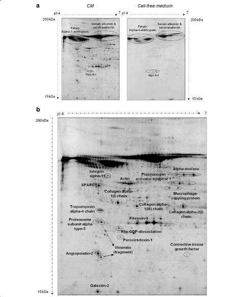 Comparative Proteomic Analysis Between Cm And Cell Free Culture Medium