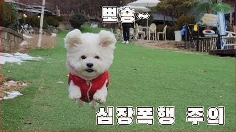 애견카페 심장폭행 강아지 [매우 귀여움 주의] Youtube