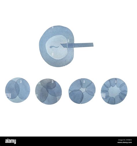 In Vitro Fertilization Sperm Egg Eco Clinic First Days After Fertilization Zygote Morula