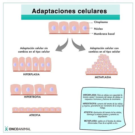 Cellular Adaptations Adaptación Celular Crecimiento Celular