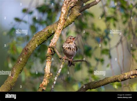 Tree Pipit Anthus Trivialis In Song UK Stock Photo Alamy