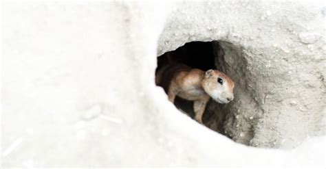How To Collapse Gopher Tunnels A Guide To Control And Prevention Pest Control Hacks