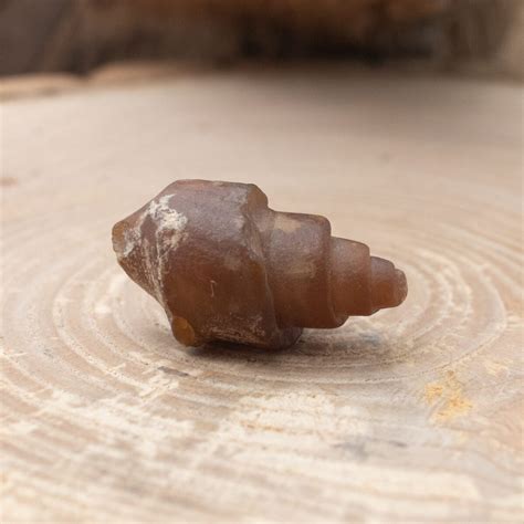 Fossilized Shell Rocks Crystals Fossils Jewellery Canadas