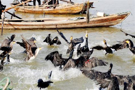 江西鄱阳：鸬鹚捕鱼演绎鄱阳湖畔最美风景 人民图片网