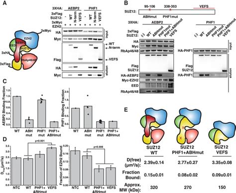 Live Cell Imaging Reveals The Dynamics Of Prc2 And Recruitment To Chromatin By Suz12 Associated