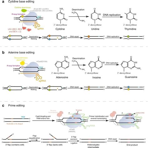 Application Of Crispr Cas9 Gene Editing Technology Cd Biosynsis