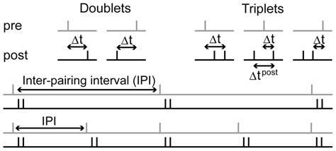 Spike Timing Dependent Plasticity Stdp Protocols Stdp Protocols Used