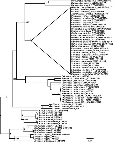 Bayesian Phylogenetic Tree Estimated From The Combined Coi 16s Sequence Download Scientific