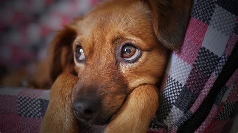 Rimadyl Hund – Dosierung und Erfahrungen | Tiere Online