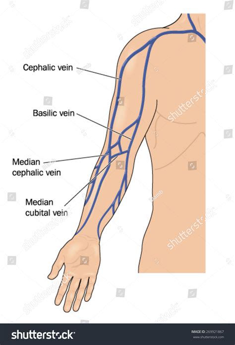 How To Draw Veins In Illustrator