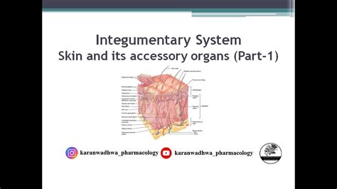 Skin and its Accessory Organs | Integumentary System | Part 1 | Structure and Function - YouTube