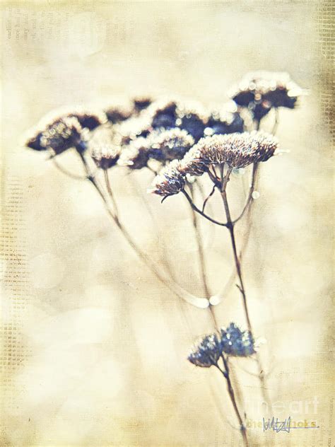 Field Flower Remnants Photograph By Deb Mitchell Fine Art America