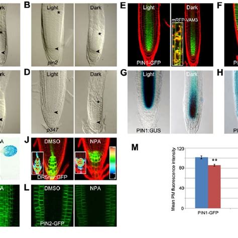 Light Regulates Pin1 Gfp And Pin2 Gfp Intracellular Localization In Download Scientific Diagram