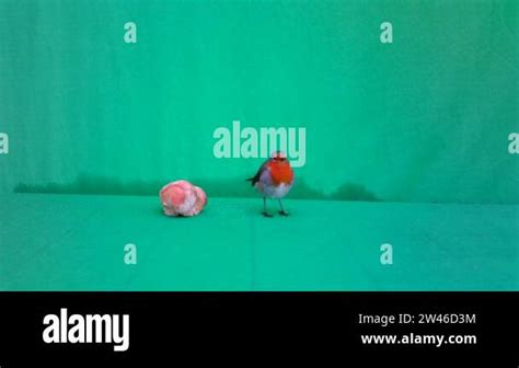 Aves Passeriformes Stock Videos And Footage Hd And 4k Video Clips Alamy