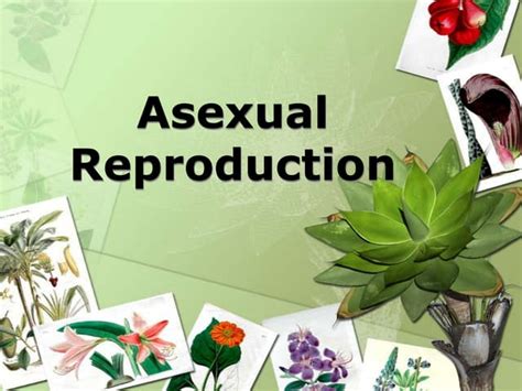 Asexual Reproduction Ppt Ppt