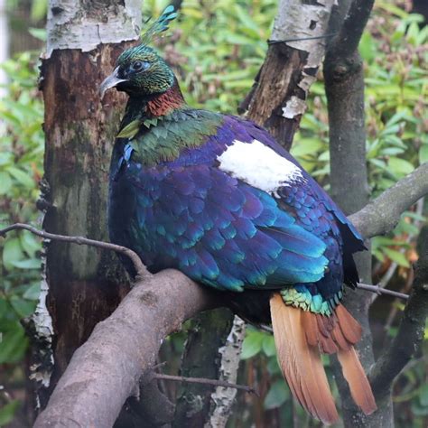 Himalayan Monal