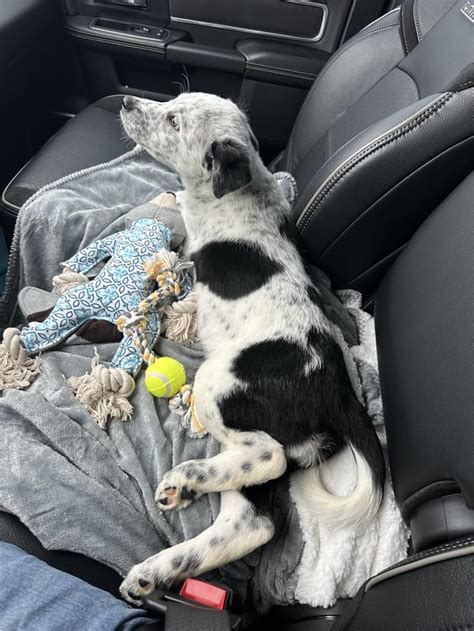 New Puppy Raustraliancattledog