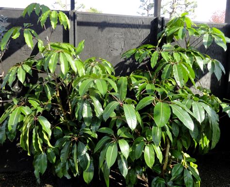 Stopped Cold By The Foliage Plant Lust