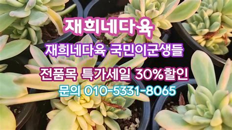 재희네다육국민이군생들 착한가격에찜하기 전품목 30할인 ♡파피스로즈철화 ♡베르세르크금 ♡블랙캐시미어 ♡춥스철화♡토레스♡프리메라♡러블리로즈~~ Youtube