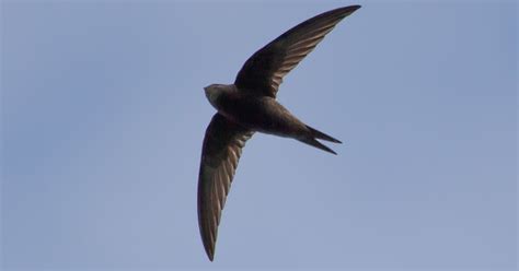 Banks Swift Messaging System To Experiment With Tokenized Assets In