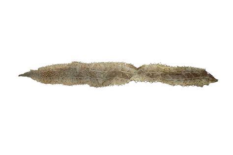 Lot 38 An Early 20th Century Rock Python Skin