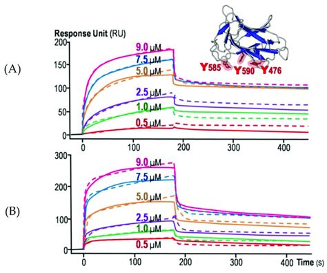 Membrane Binding Analysis Via Spr Spectroscopy Data Analysis Performed Download Scientific