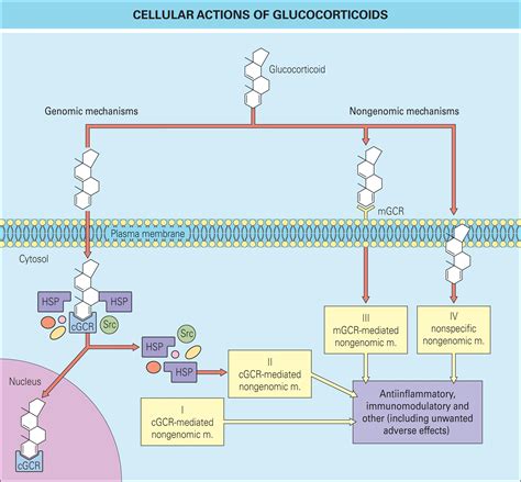 Glucocorticoid Induced Osteoporosis Clinical Tree