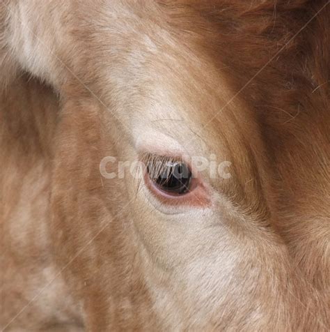 황소 누렁이 여물통 눈망울 시골 사진 이미지 일러스트 캘리그라피 토우작가