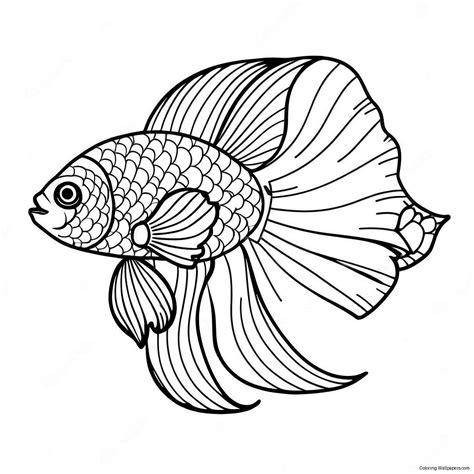 Betta Fish Coloring Page 70564 55844