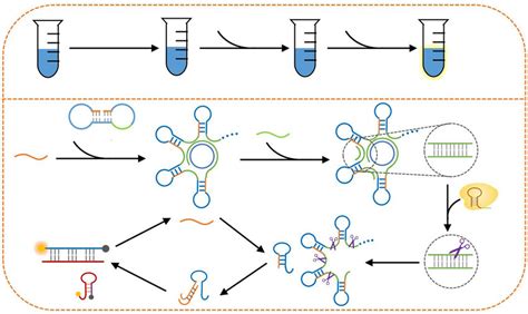Crisprcas9 Assisted Garland Rca Based Mirna Detection Approach A Download Scientific