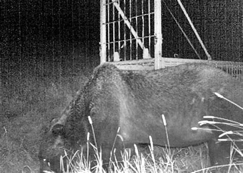 牛襲うヒグマ「oso18」 今年初被害を確認 産経ニュース