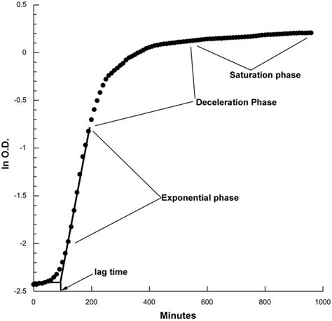 Exponential Growth Bacteria