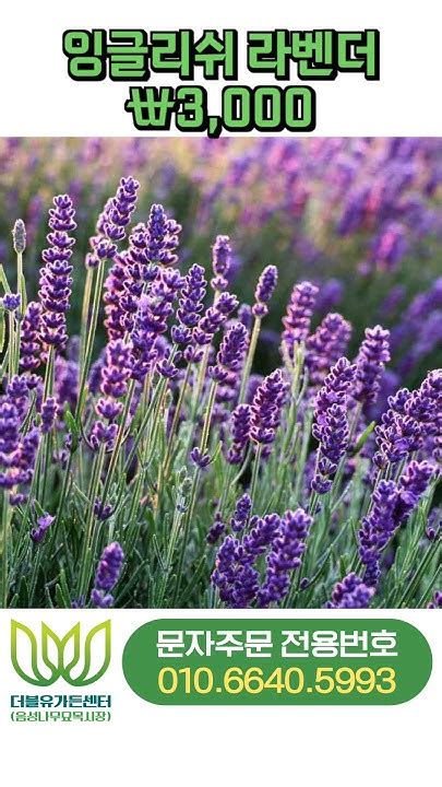 라벤더의 여왕 예쁜 보라색 꽃 야생화 라벤더 잉글리쉬라벤더 Youtube