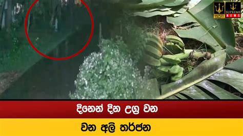 දිනෙන් දින උග්‍ර වන වන අලි තර්ජන Youtube