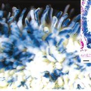 Doxycycline Inducible Cre Recombination A And B Proximal Small Download Scientific Diagram