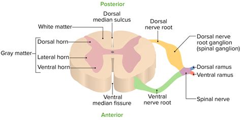 Central Nervous System Diagram Quizlet