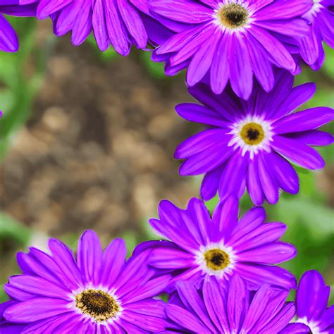 Purple Daisy Pattern Creative Fabrica