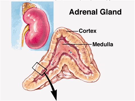 Major Difference Between Adrenal Cortex And Adrenal Medulla With Pictures Viva Differences