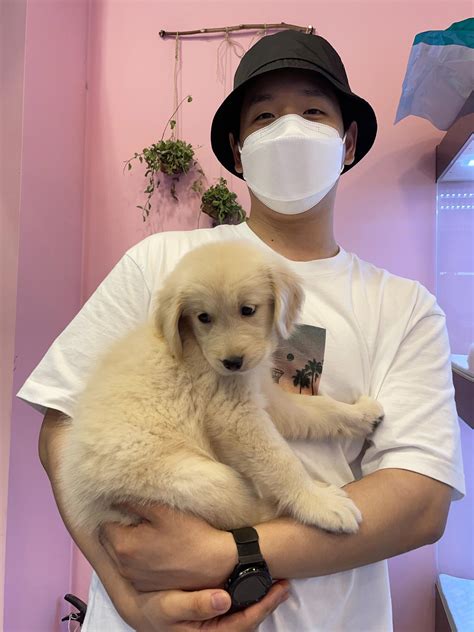 골든리트리버 분양후기 몽냥일산점 임x형님 믿을 수 있는 강아지·고양이 분양 전문｜몽냥몽냥