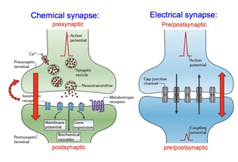 Gap Junctions And Electrical Synapses Flashcards Quizlet