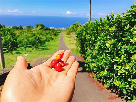 하와이 빅아일랜드 코나커피 농장의 전망 두피디아 여행기