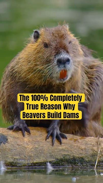The 100% Completely True Reason Why Beavers Build Dams - YouTube