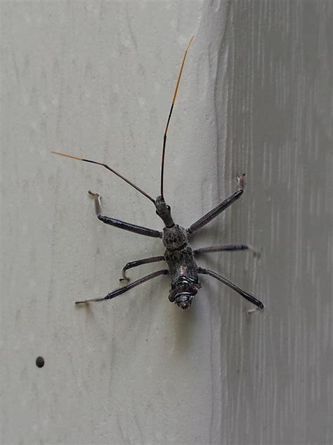 Insect Thorax Free Photo On Pixabay Pixabay