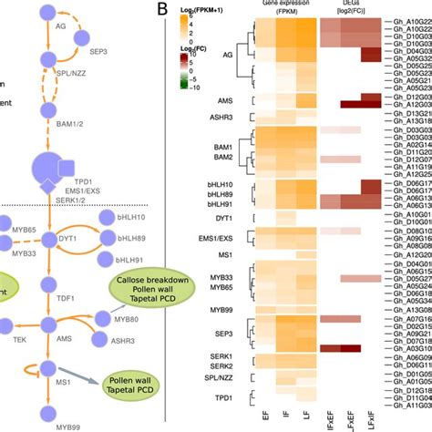 Gene Regulatory Network Grn Represents The Interactions For The Genes Download Scientific