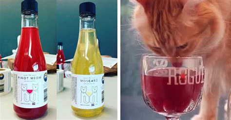 Crean vino de catnip para gato, ya nunca más beberas solo