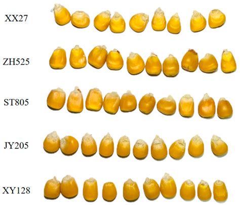 Rapid And Non Destructive Prediction Of Moisture Content In Maize Seeds Using Hyperspectral Imaging
