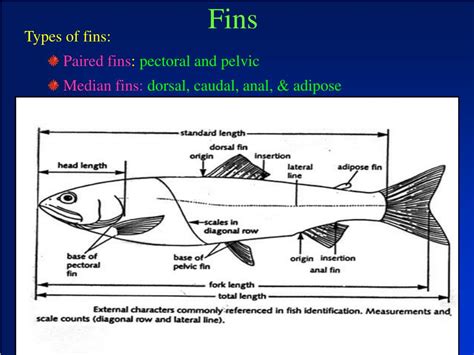 Ppt Vertebrates Subphylum Vertebrata Powerpoint Presentation Free